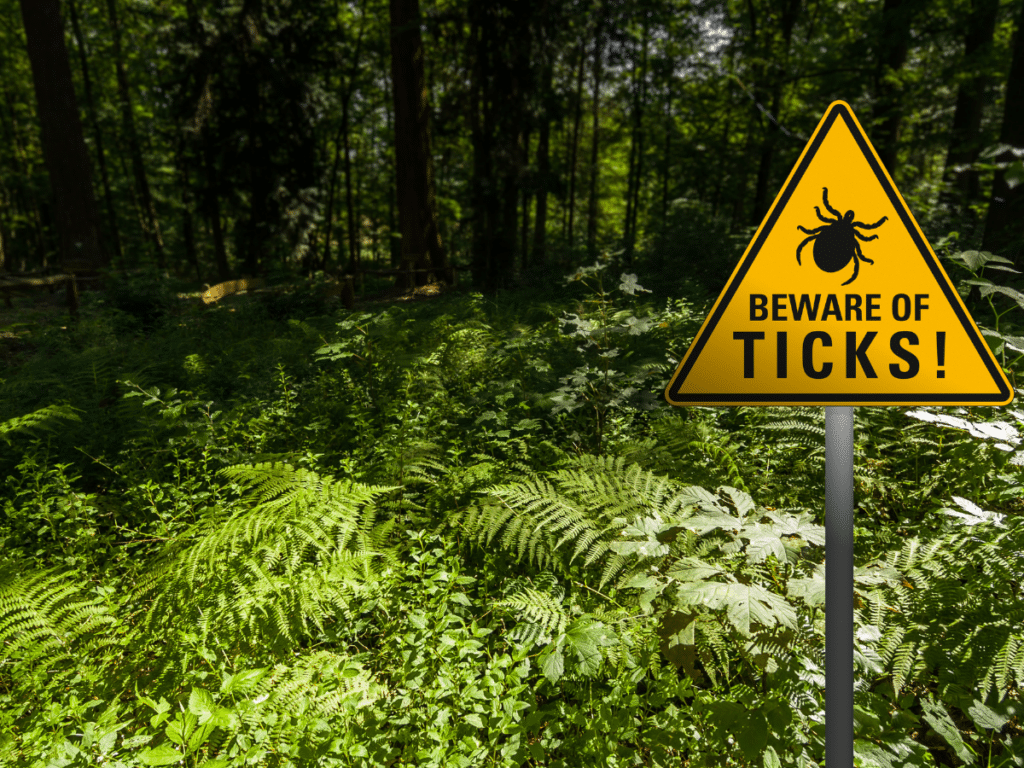 What Are Ticks And How Do We Get Rid Of Them? - SOS 4 Kids Inc.